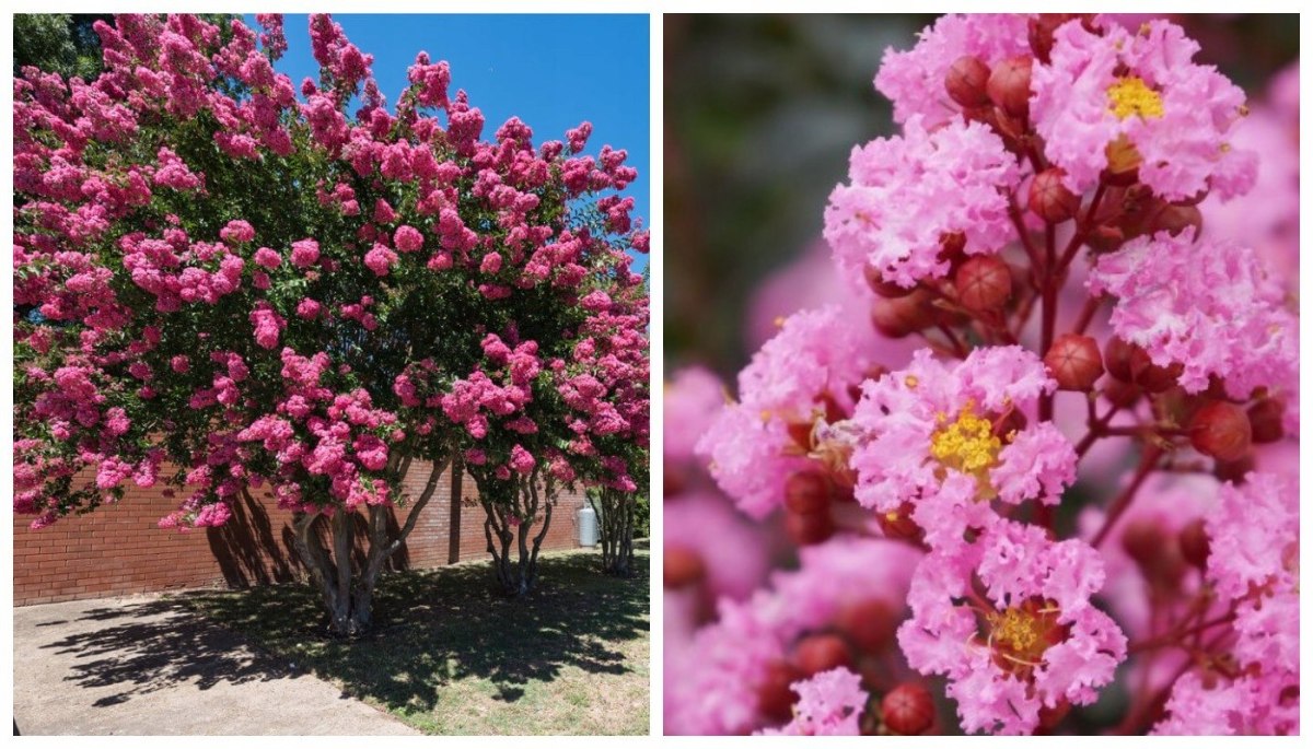 Lagerstroemia PETITE PINK DŁUGO PIĘKNIE Kwitnie doniczka 1L